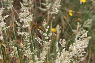 Wild grasses store